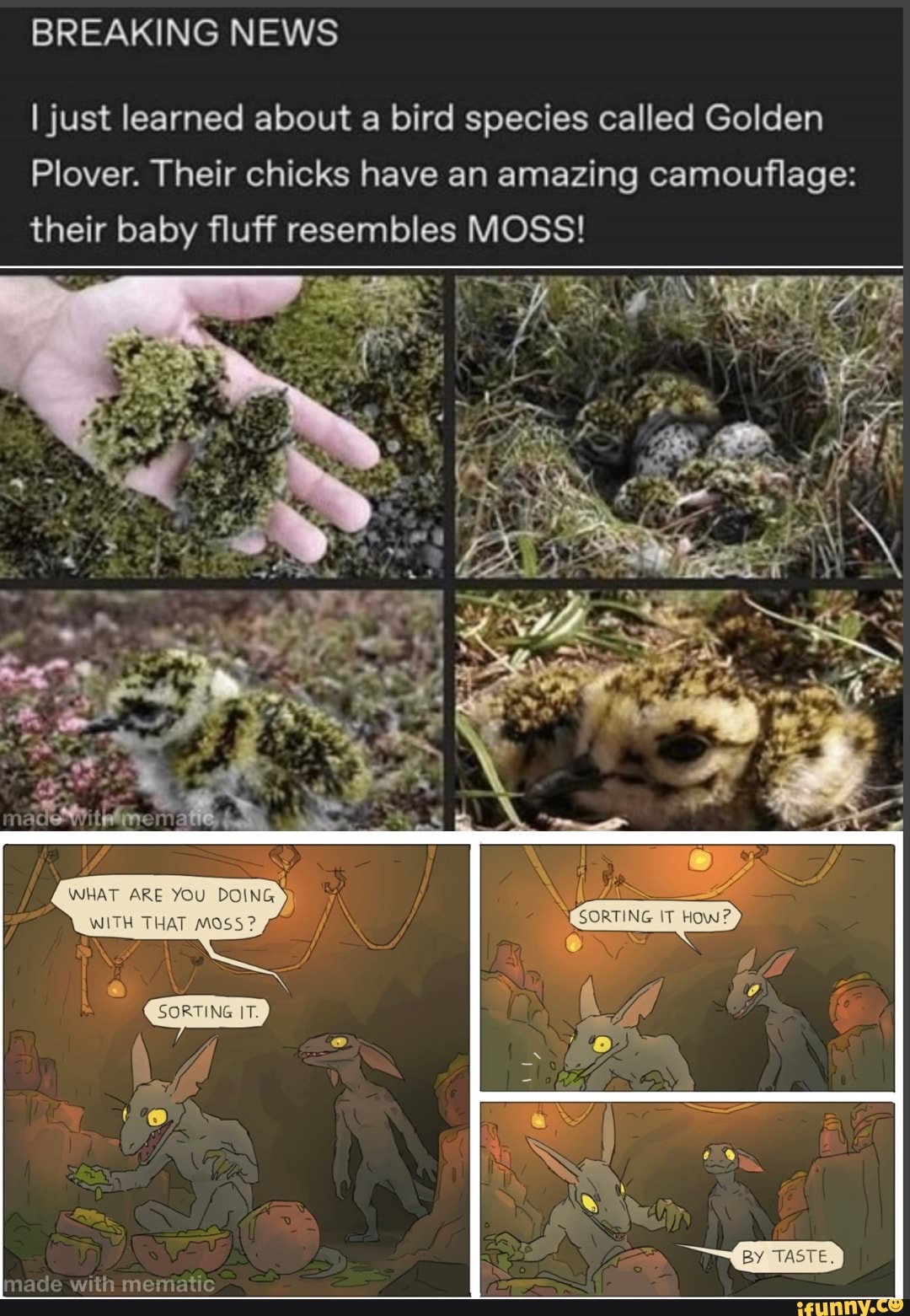 Kobold memes. Best Collection of funny Kobold pictures on iFunny