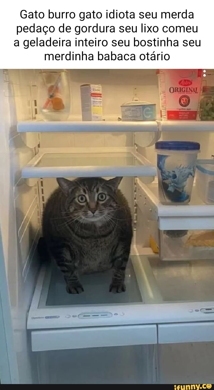 Gato burro gato idiota seu merda pedaço de gordura seu lixo comeu a ...