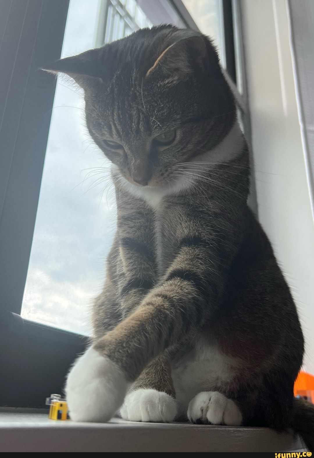 Toastcat memes. Best Collection of funny Toastcat pictures on iFunny