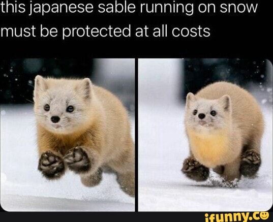 Sable memes. Best Collection of funny Sable pictures on iFunny
