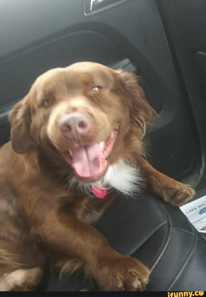 Dogggg memes. Best Collection of funny Dogggg pictures on iFunny