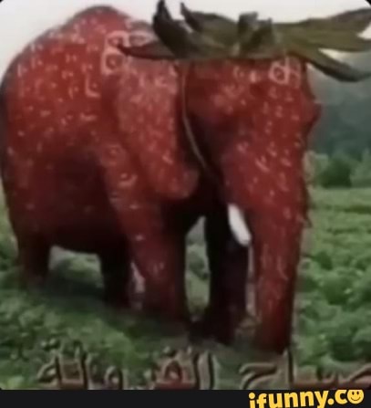 Elephant_meme memes. Best Collection of funny Elephant_meme pictures on ...