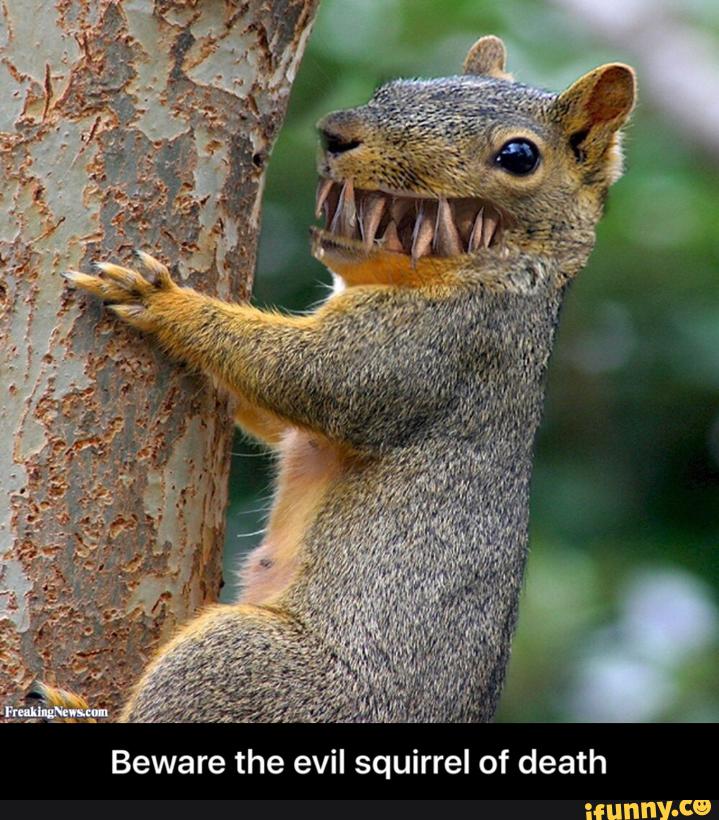 Ugly Squirrel Memes