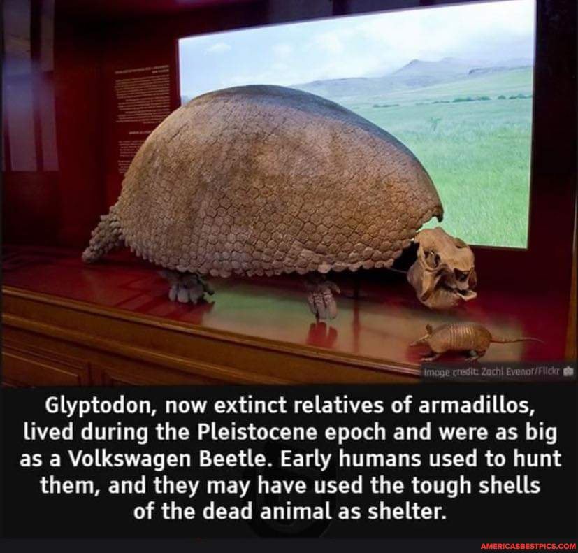 Glyptodon, now extinct relatives of armadillos, lived during the ...