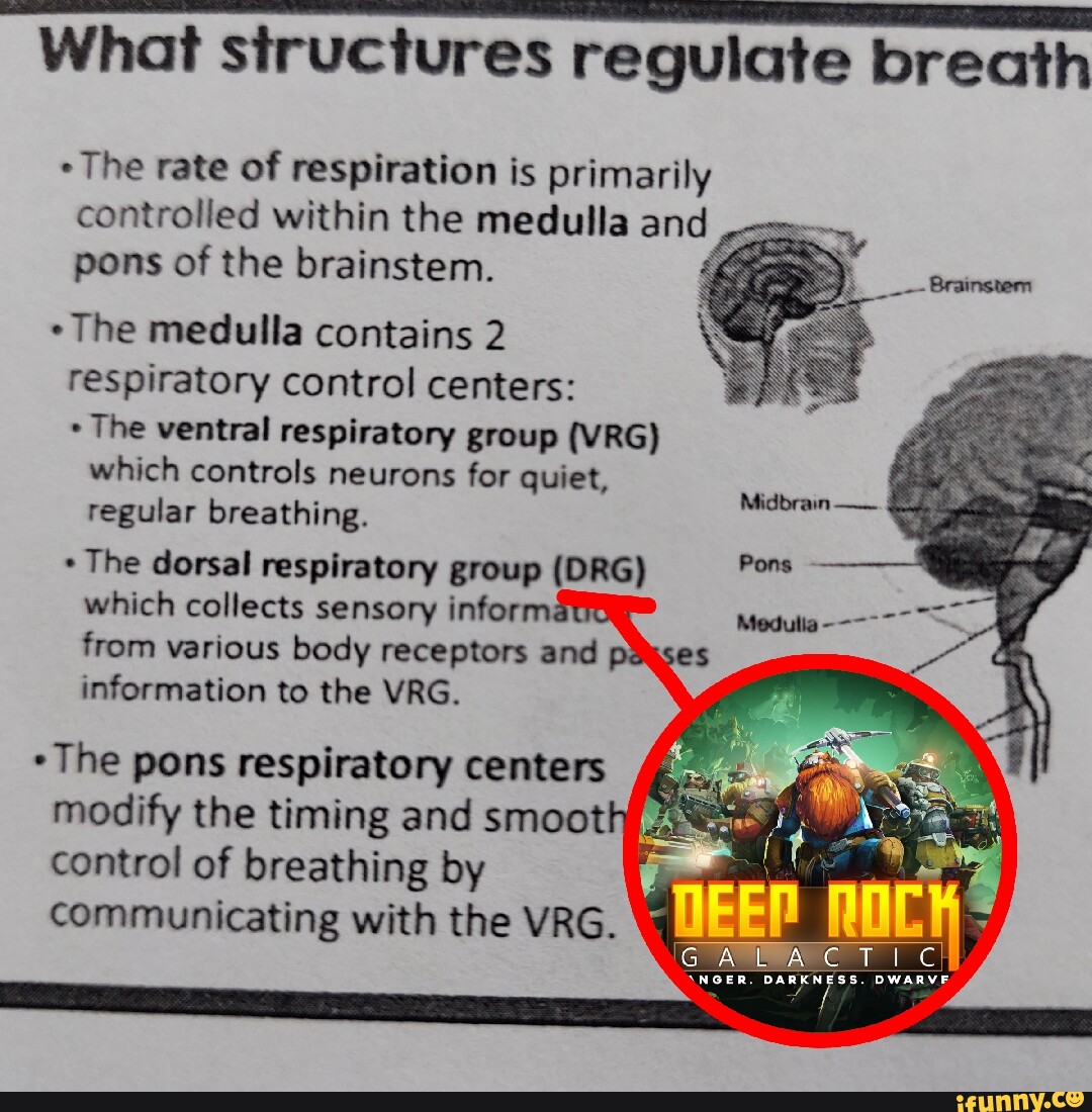 Respiration memes. Best Collection of funny Respiration pictures on iFunny