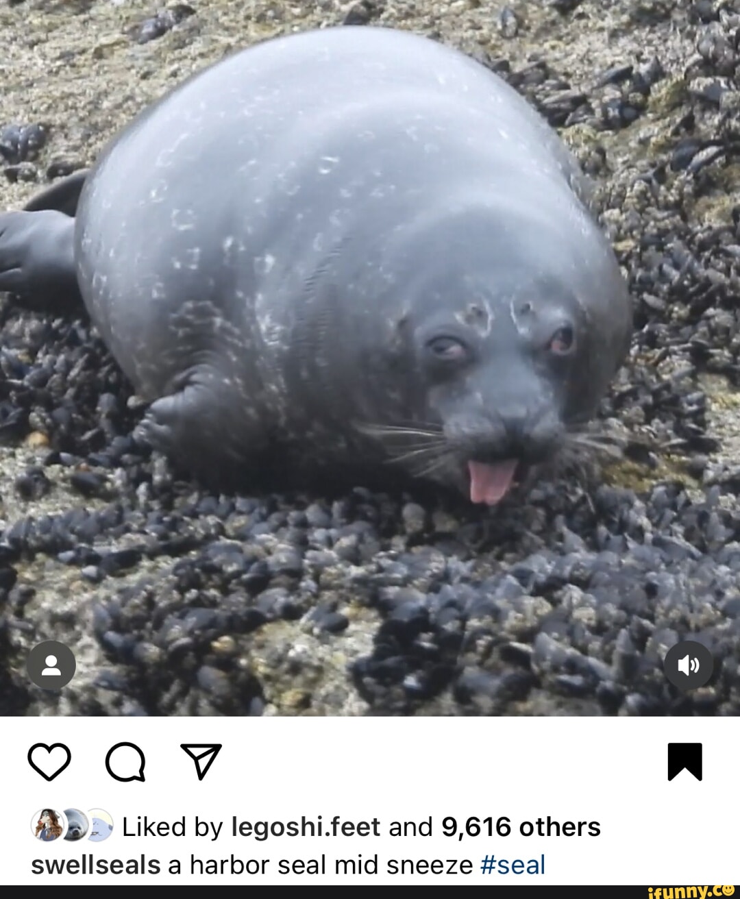Seals memes. Best Collection of funny Seals pictures on iFunny