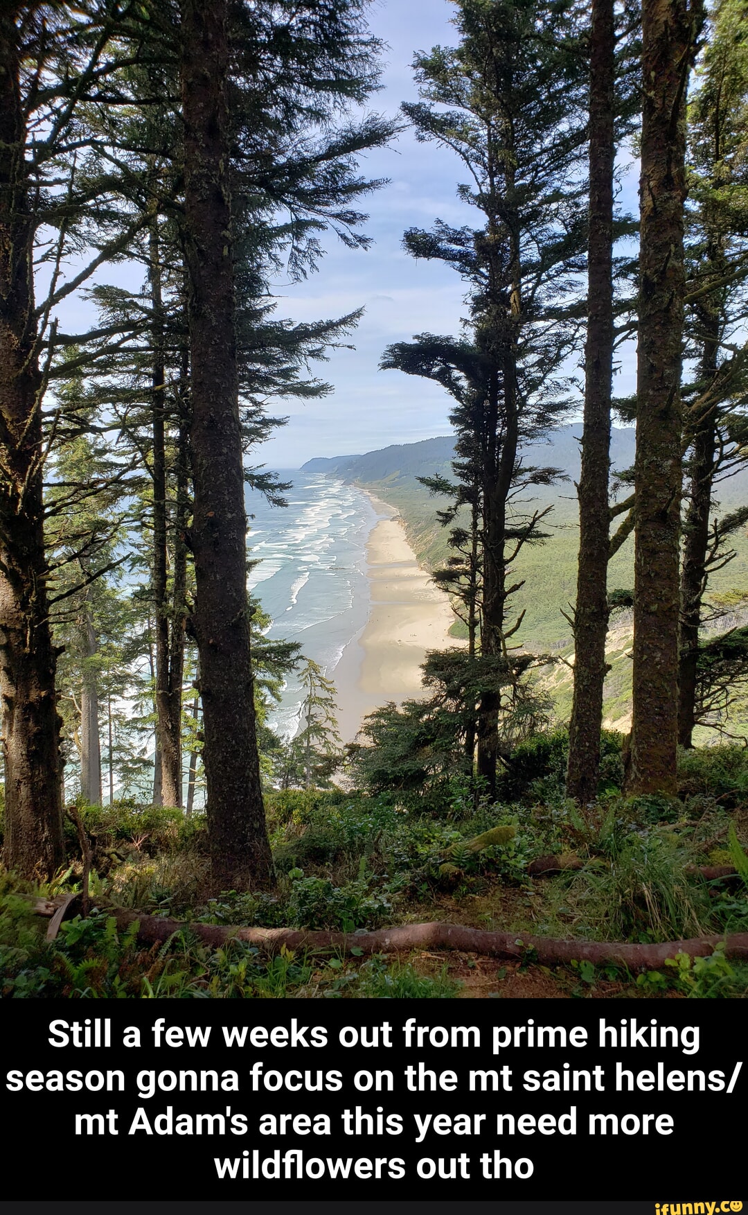 Wildflowers memes. Best Collection of funny Wildflowers pictures on iFunny