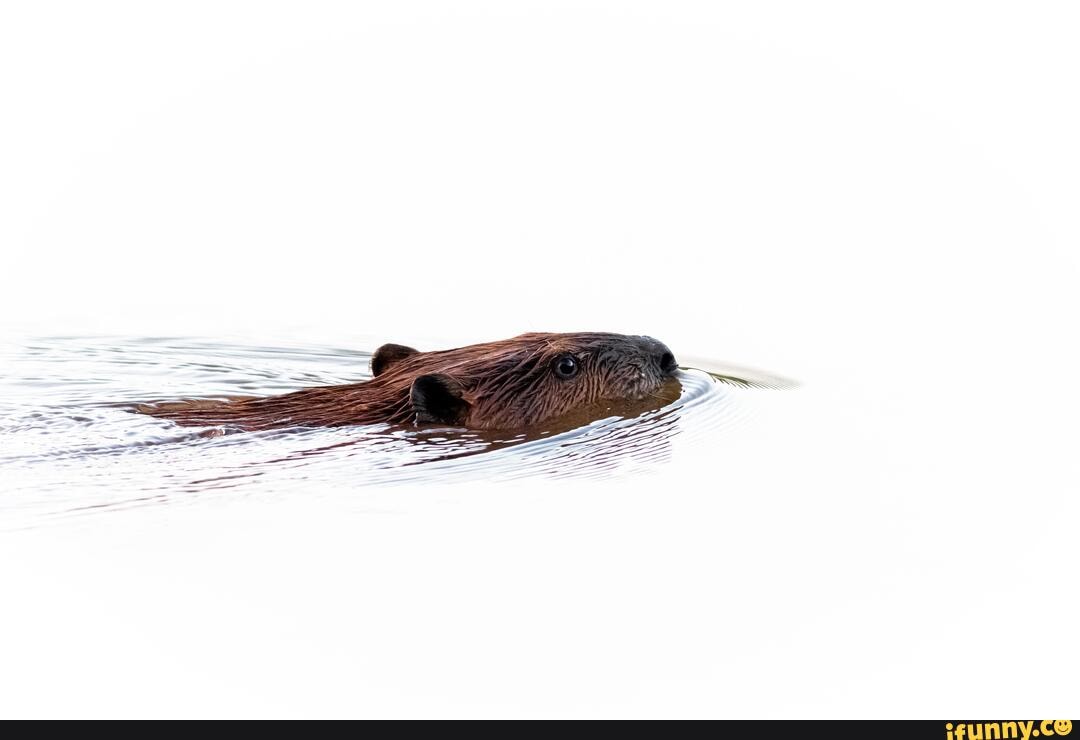 Castor memes. Best Collection of funny Castor pictures on iFunny