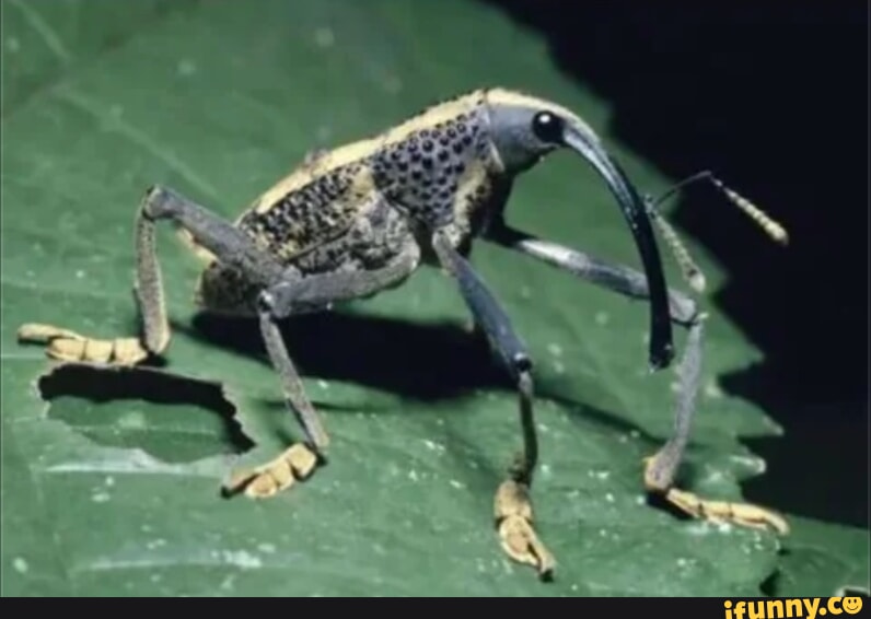Weevil memes. Best Collection of funny Weevil pictures on iFunny