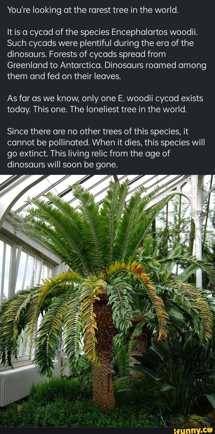 You're looking at the rarest tree in the world. It is a cycad of the ...