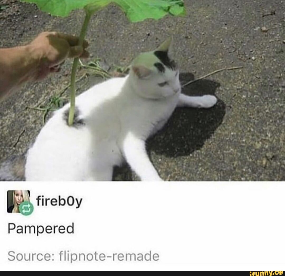 Flipnote memes memes. The best memes on iFunny