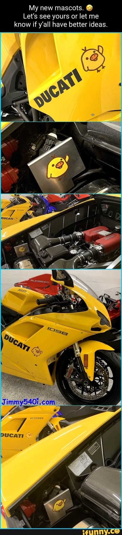 The first taxidermy walrus was much larger and smoother than a live ...