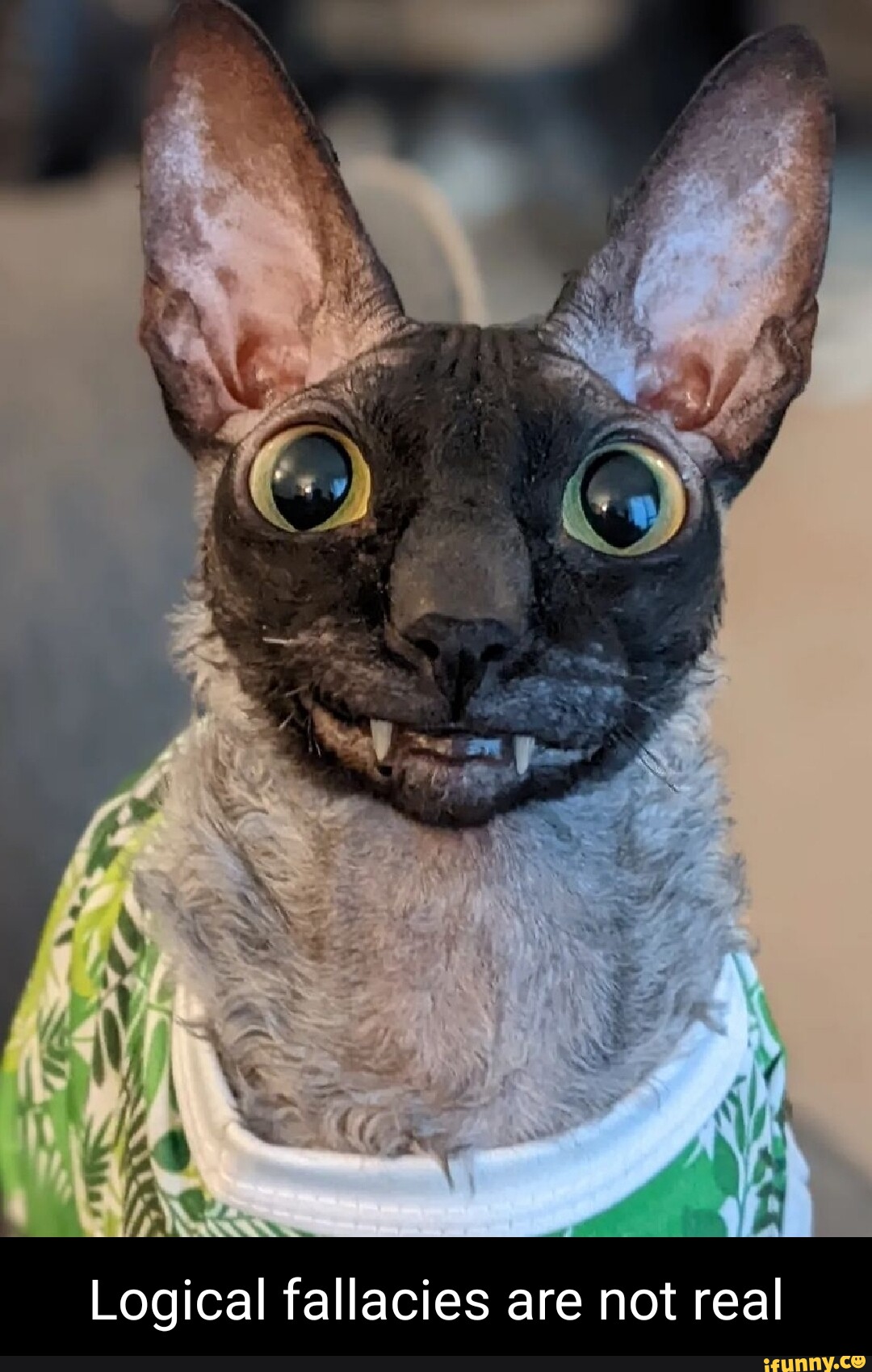 Logical fallacies are not real - iFunny