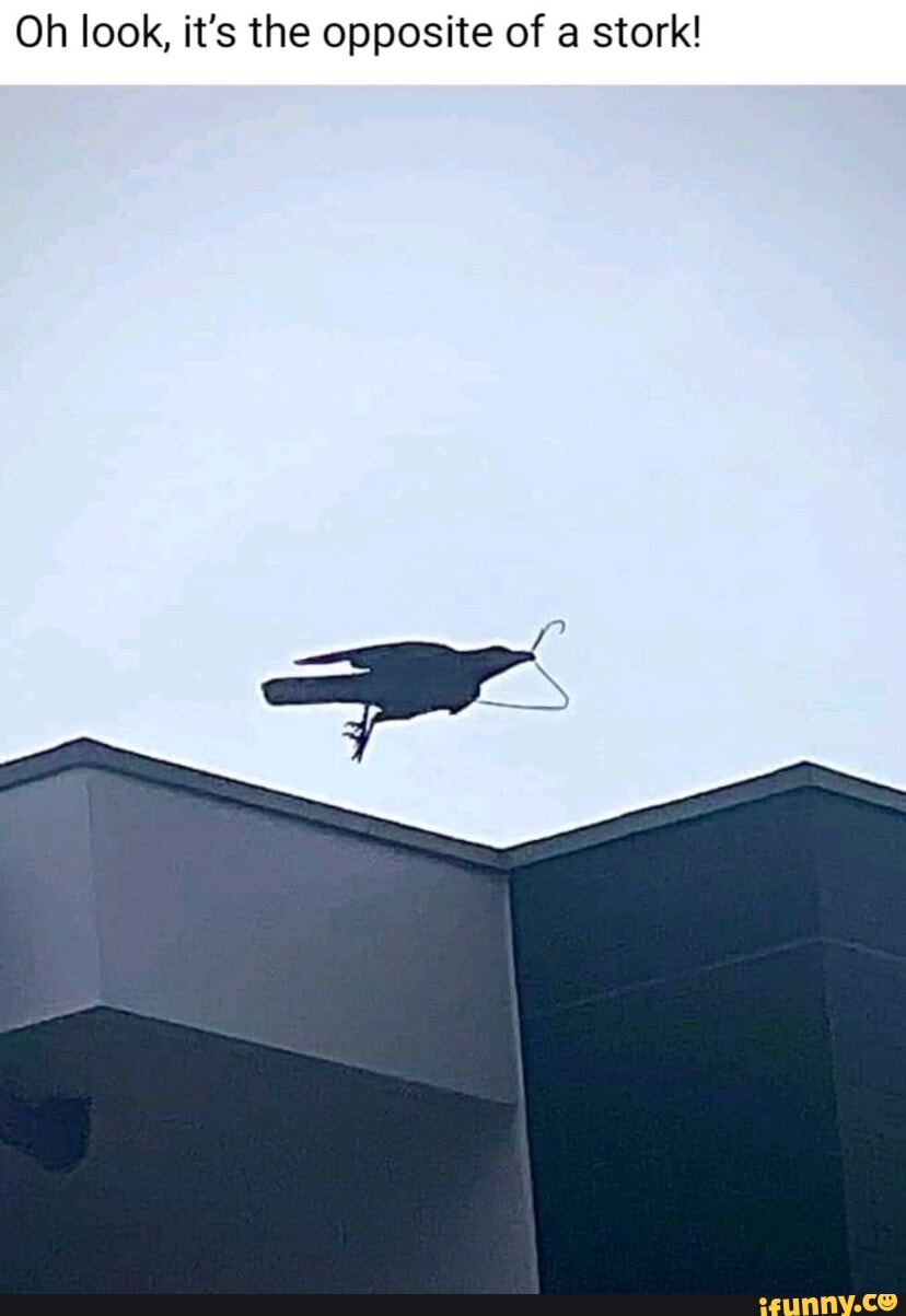 Stork memes. Best Collection of funny Stork pictures on iFunny