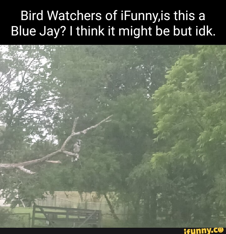 Birdwatching memes. Best Collection of funny Birdwatching pictures on ...