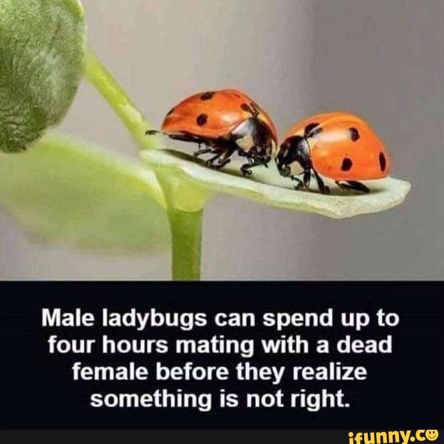 Male ladybugs can spend up to four hours mating with a dead female ...