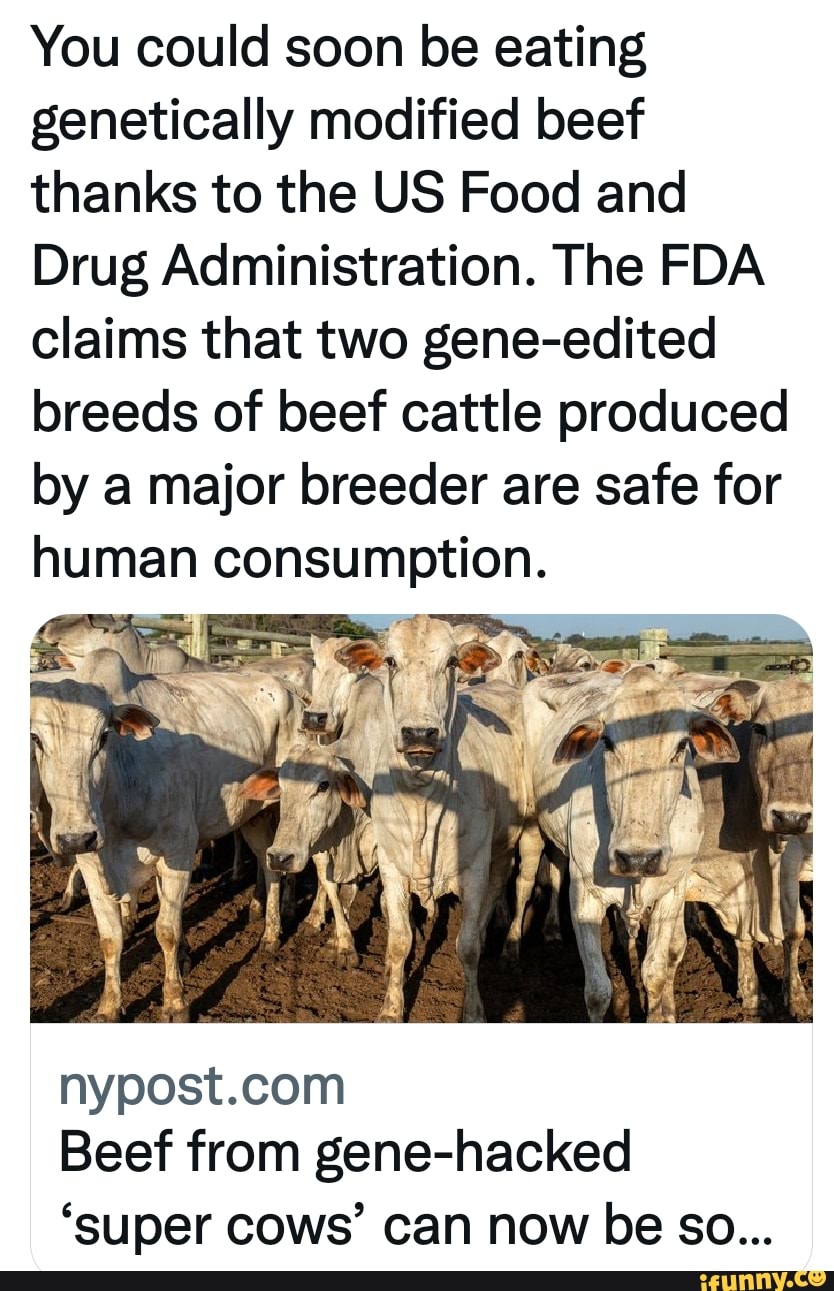 You could soon be eating genetically modified beef thanks to the US ...