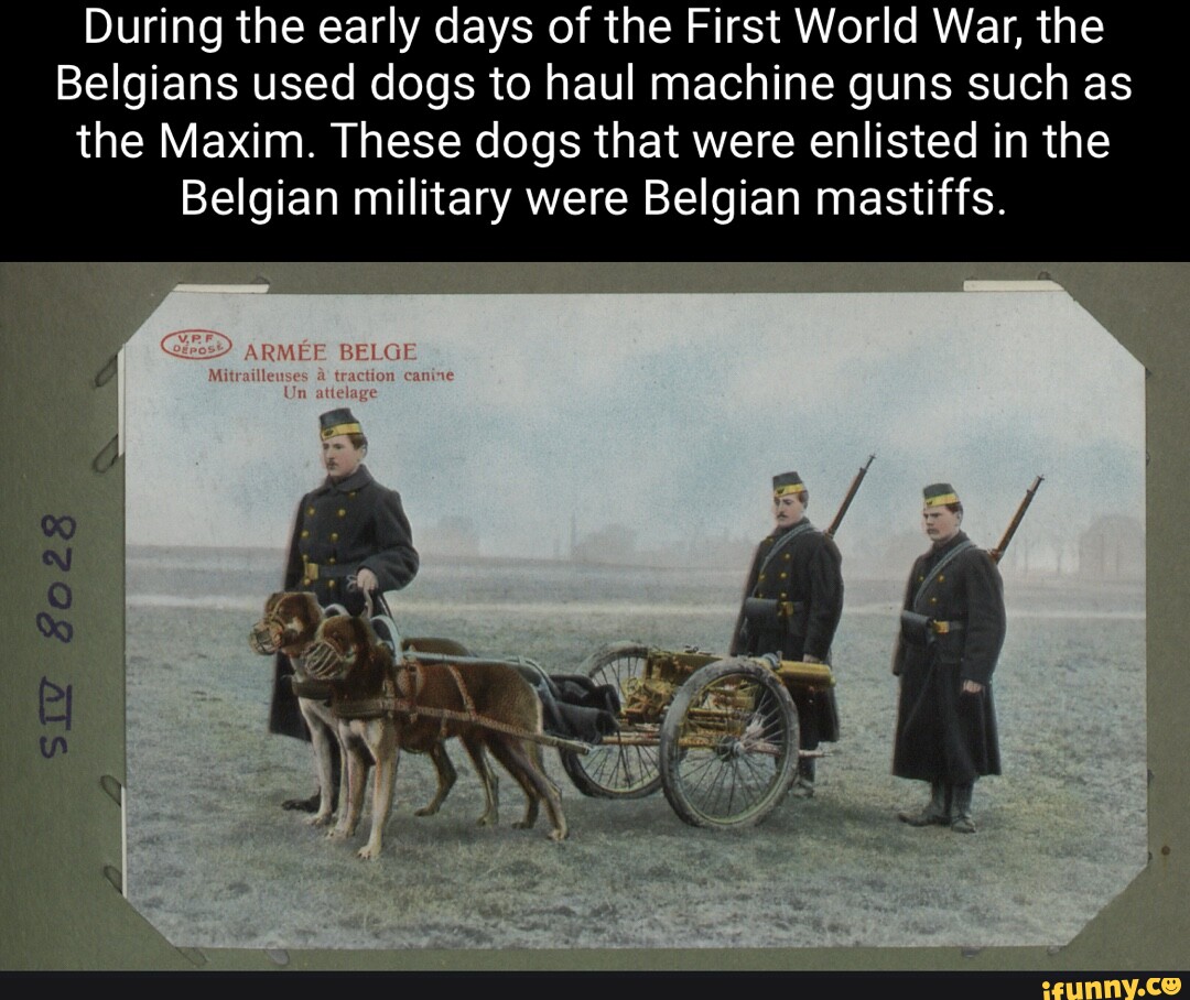 Belgianmastiff memes. Best Collection of funny Belgianmastiff pictures ...