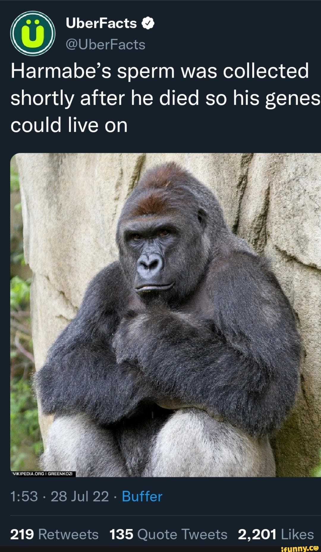 UberFacts y) @UberFacts Harmabe's sperm was collected shortly after he died so his genes could ...