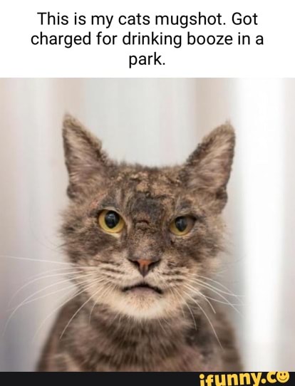 This is my cats mugshot. Got charged for drinking booze ina park. - iFunny