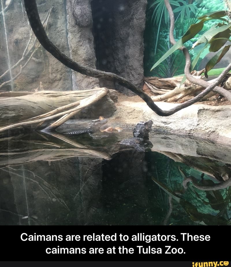 Caimans memes. Best Collection of funny Caimans pictures on iFunny