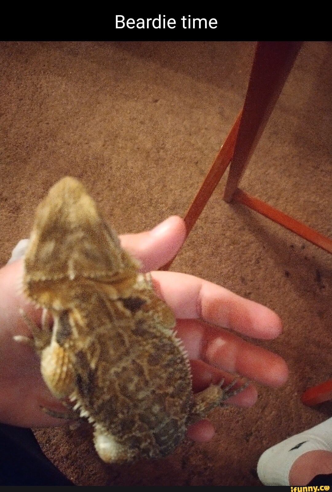 Beardie memes. Best Collection of funny Beardie pictures on iFunny