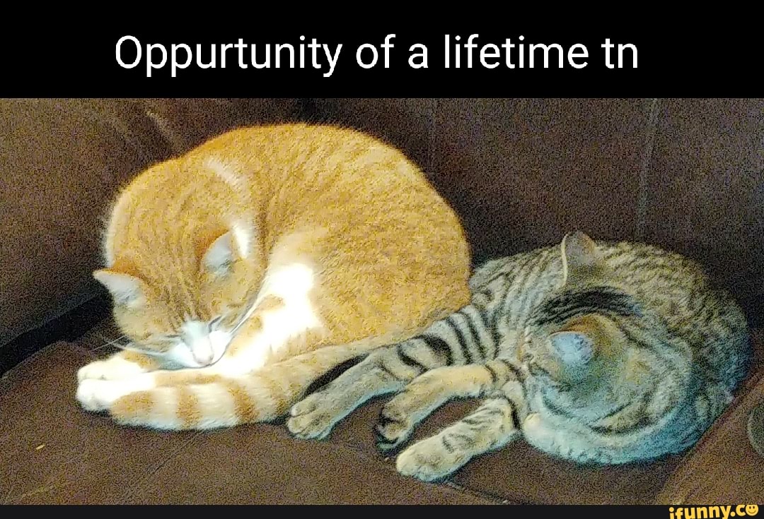 Oppurtunity memes. Best Collection of funny Oppurtunity pictures on iFunny