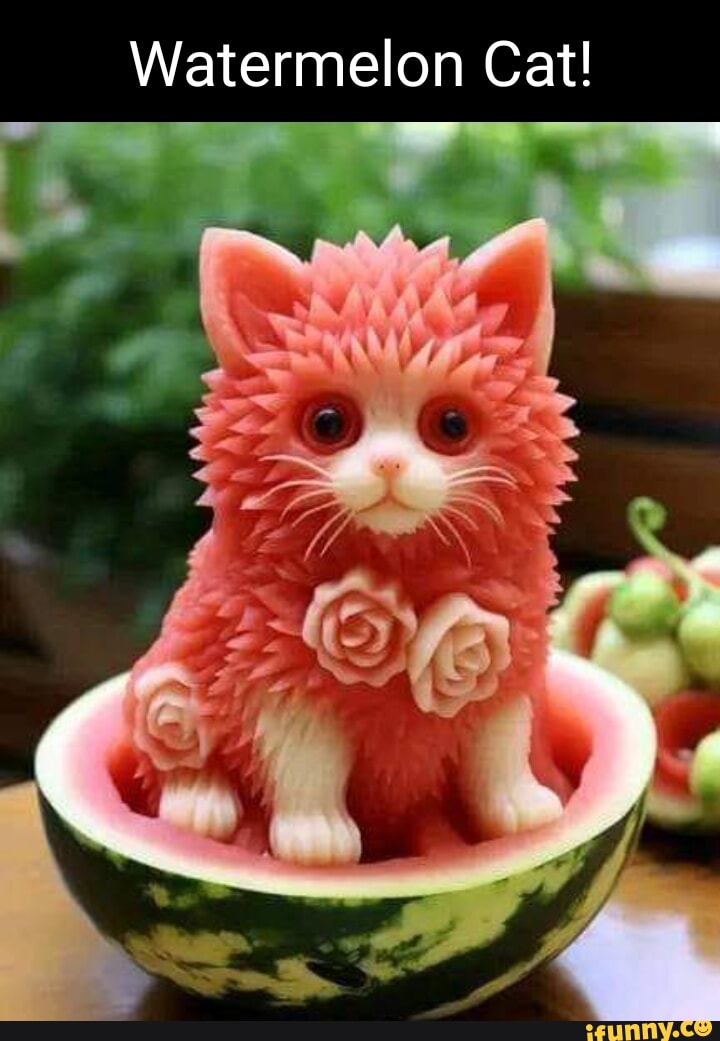 Melon Cat