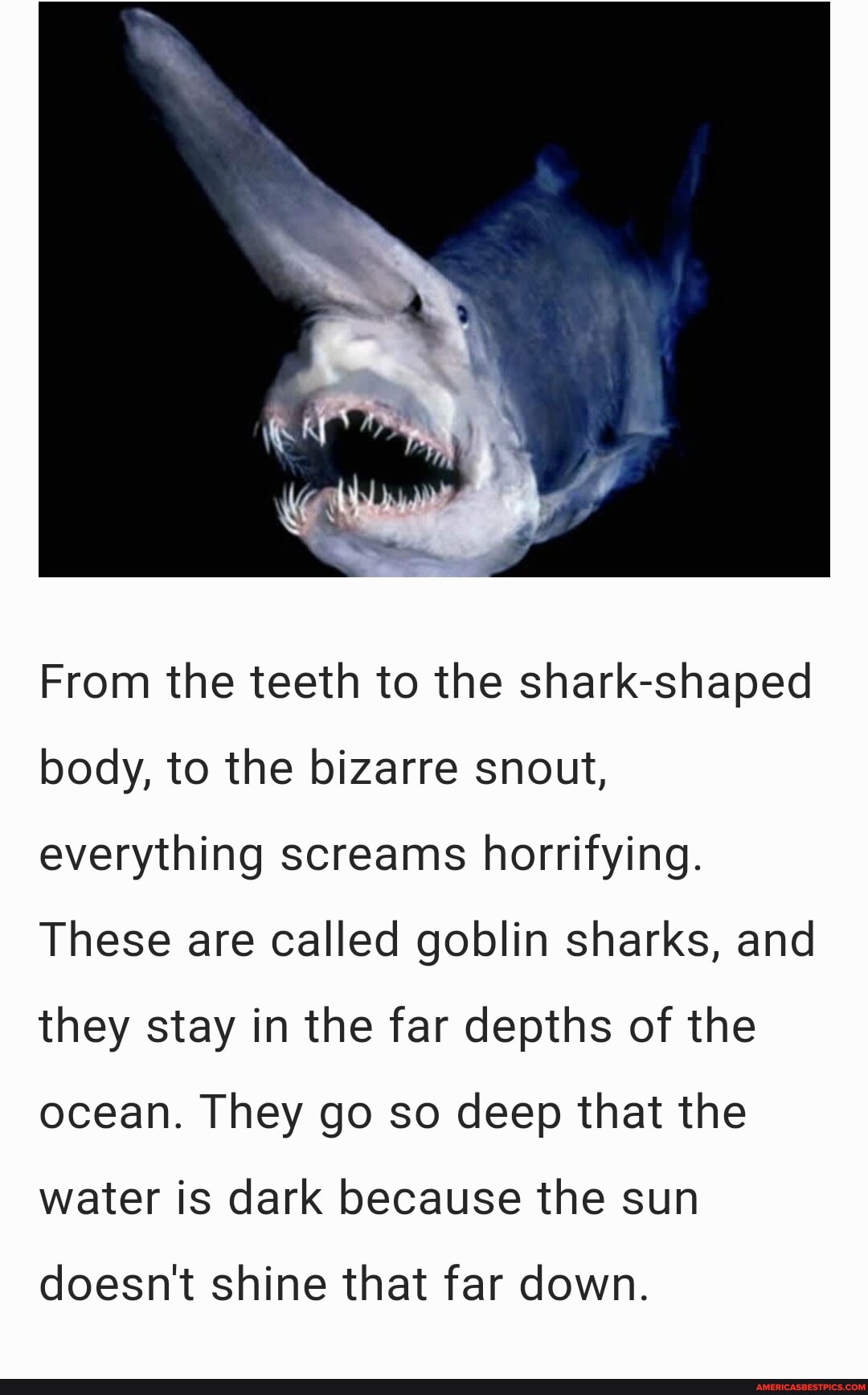 From the teeth to the shark-shaped body, to the bizarre snout ...