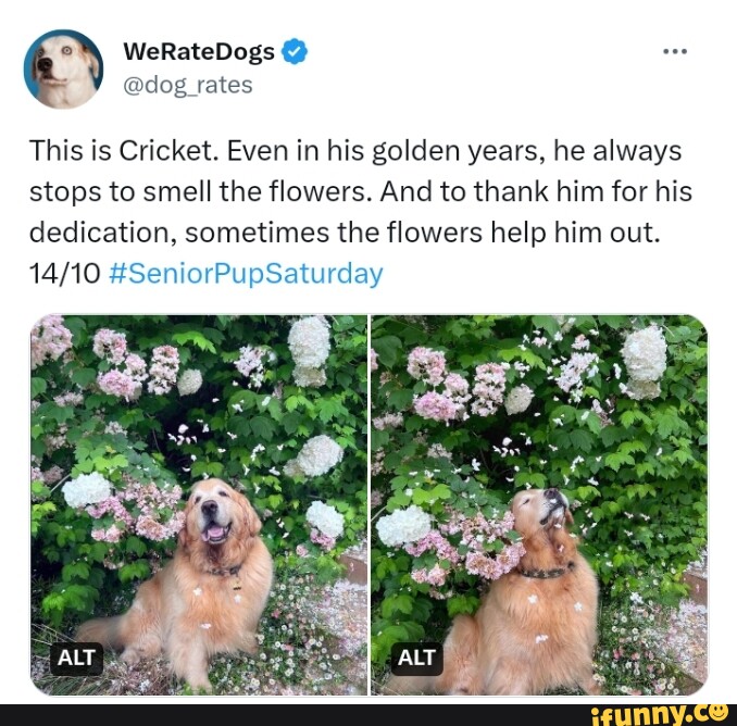 Dedication memes. Best Collection of funny Dedication pictures on iFunny