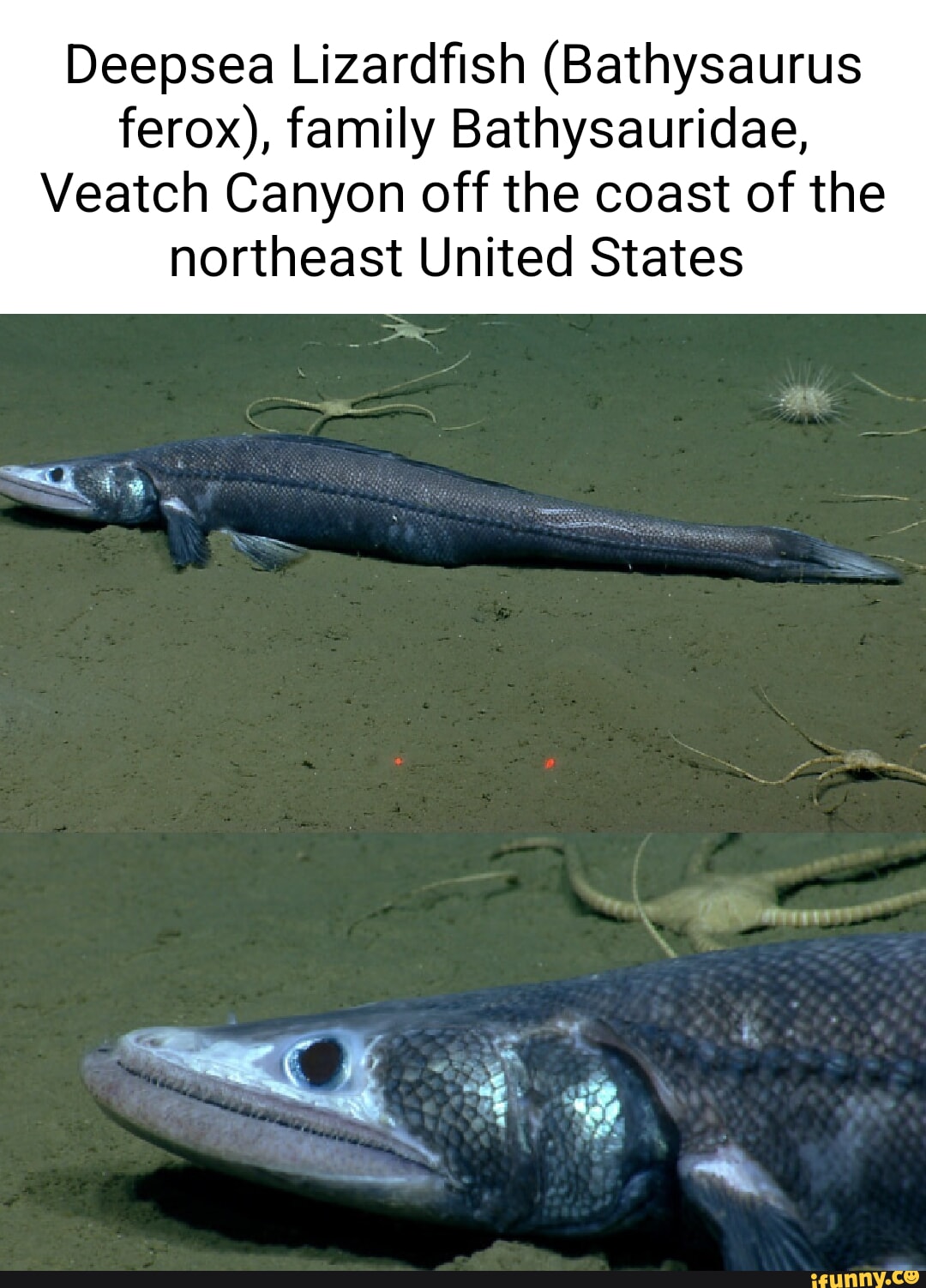Deepsea Lizardfish (Bathysaurus ferox), family Bathysauridae, Veatch ...