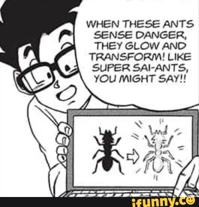 WHEN THESE ANTS SENSE DANGER, THEY GLOW AND TRANSFORM! LIKE SUPER SAI ...