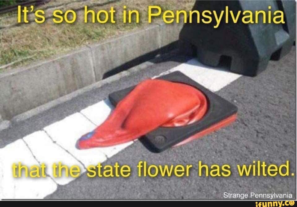 Pennsylvania State flower - li's-so hot in Pennsylvania trat ate flower ...