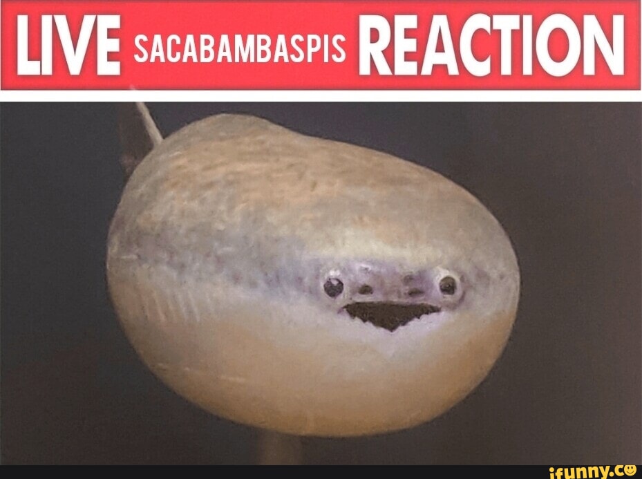 Sacabambaspis memes. Best Collection of funny Sacabambaspis pictures on ...