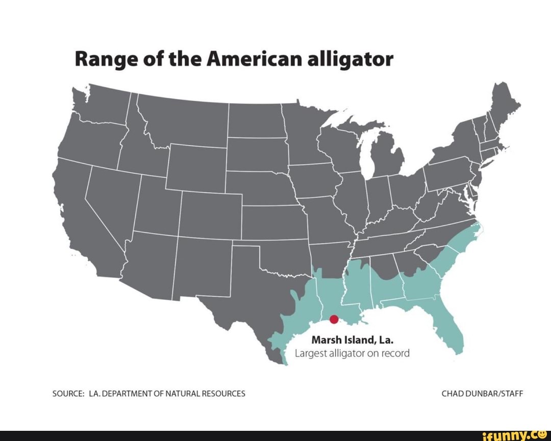 Range of the American alligator Marsh Island, La. Largest alligator on ...
