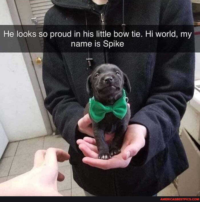 He looks so proud in his little bow tie. Hi world, my name is Spike ...