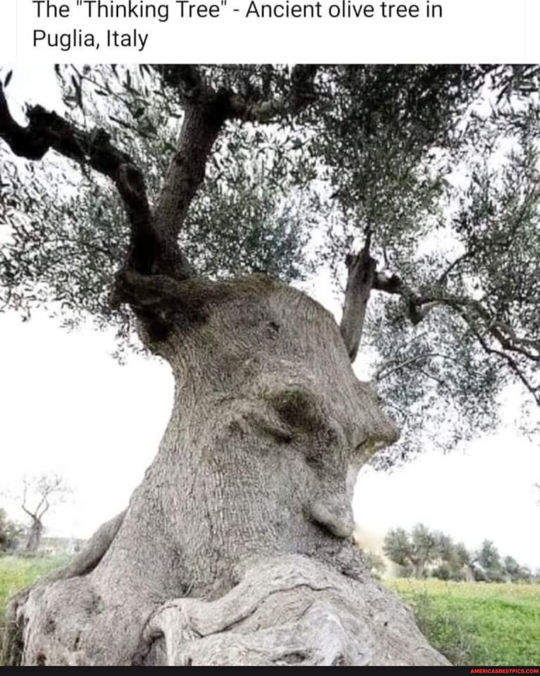The Thinking Tree - Ancient olive tree in Puglia, Italy - America’s best pics and videos