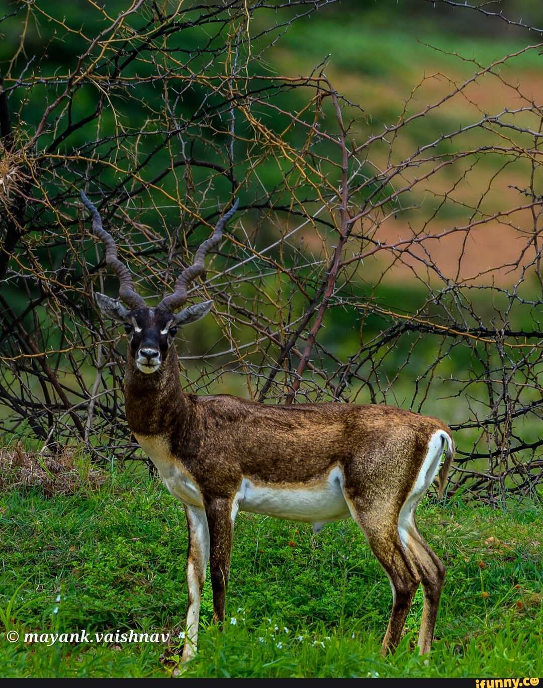 Blackbuck memes. Best Collection of funny Blackbuck pictures on iFunny