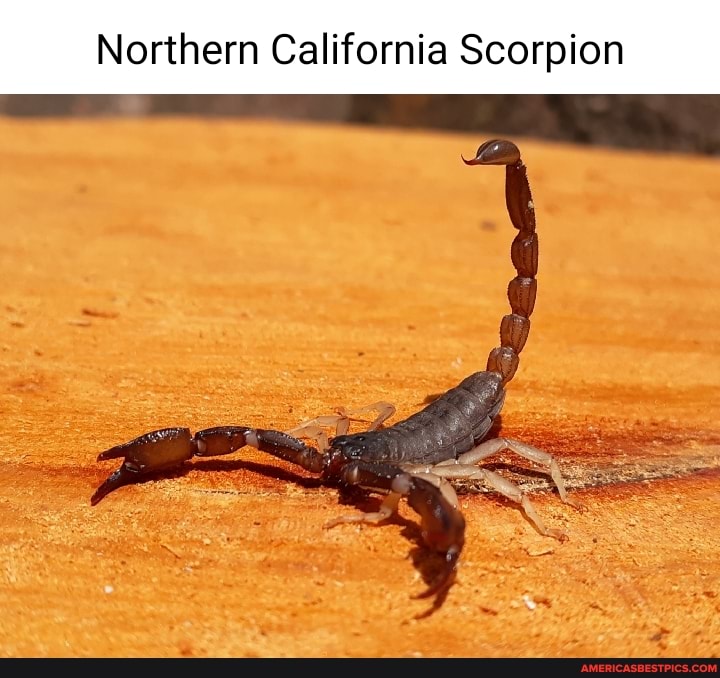 Northern California Scorpion - America’s best pics and videos