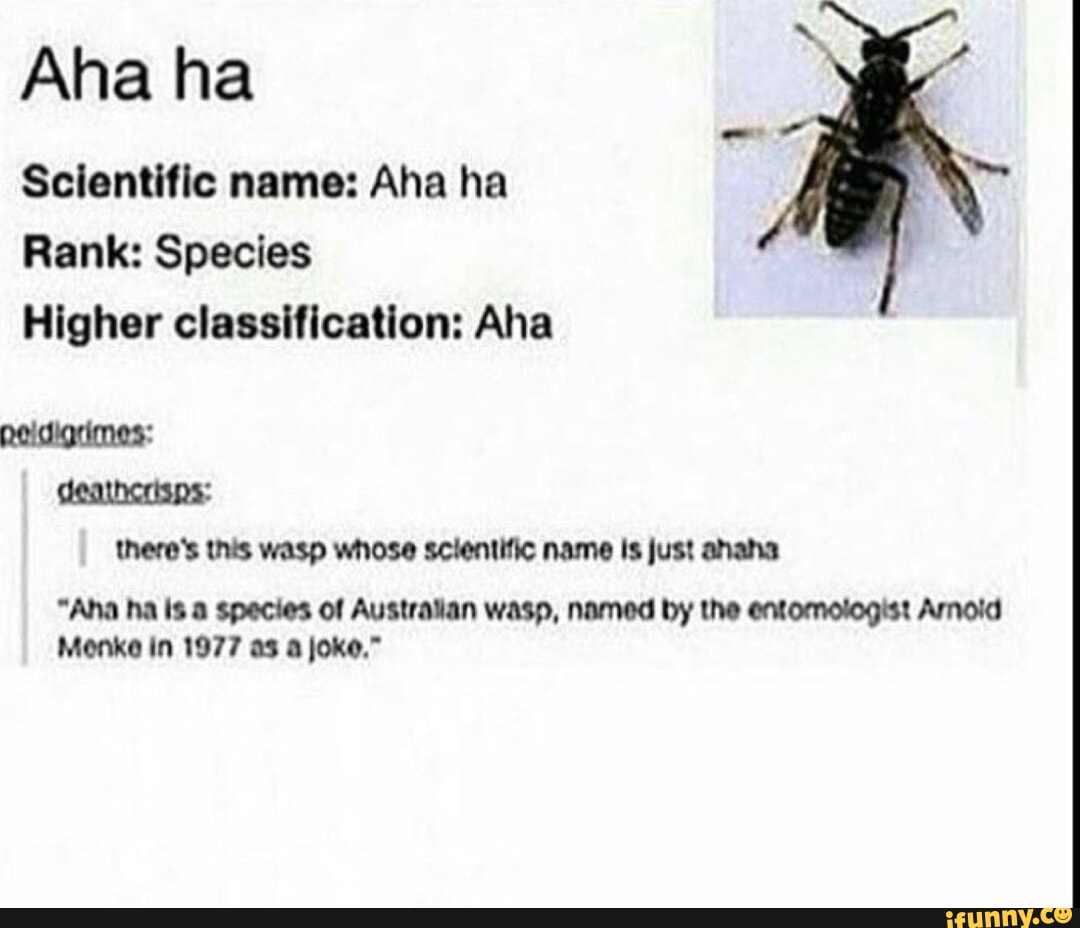 Aha ha Scientific name: Aha ha Rank: Species Higher classification: Aha ...