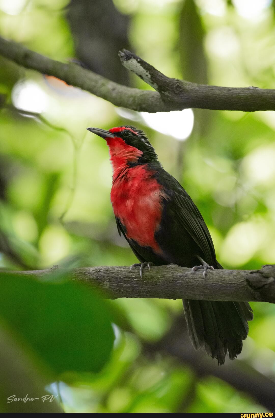 Rosea memes. Best Collection of funny Rosea pictures on iFunny