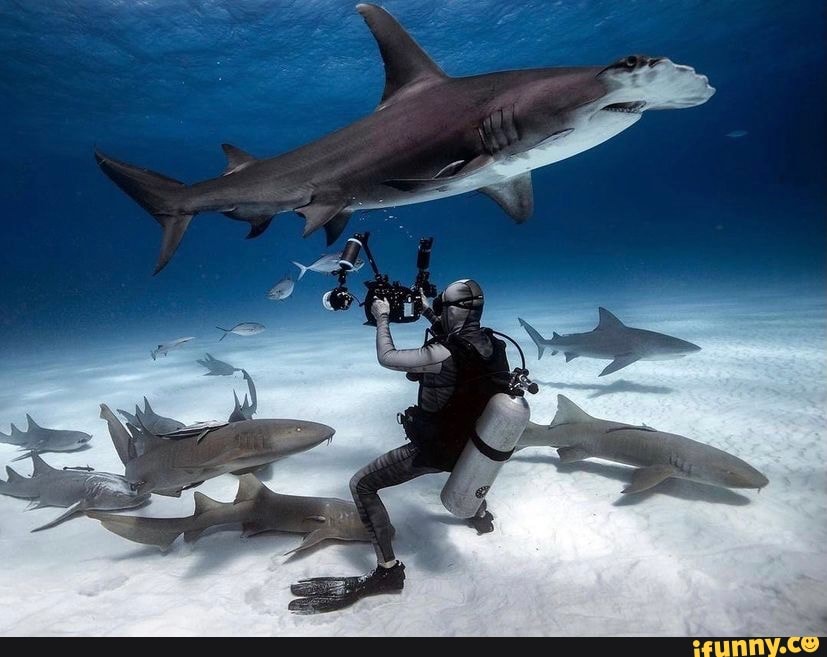 Hammerhead memes. Best Collection of funny Hammerhead pictures on iFunny