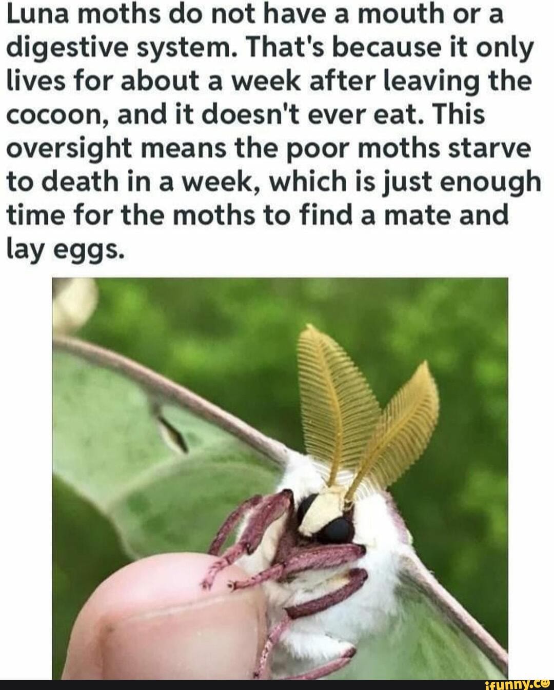 Luna moths do not have a mouth or a digestive system. That's because it ...