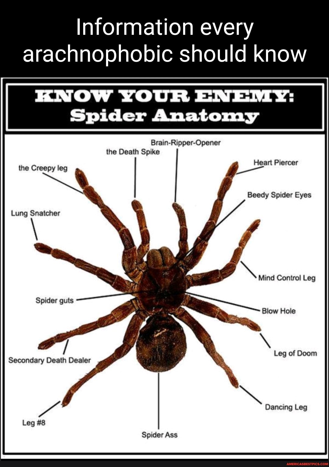 Information every arachnophobic should know KNOW YOUR ENEDIY: Spider ...