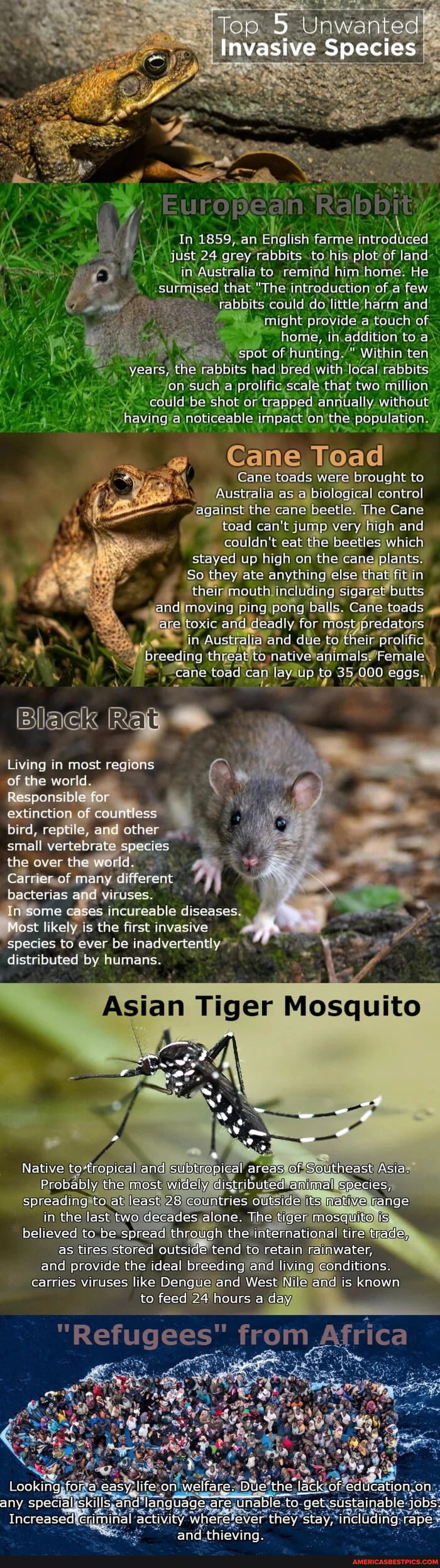 Invasive Species Ra In 1859,.an English farme introduced just 24 grey ...