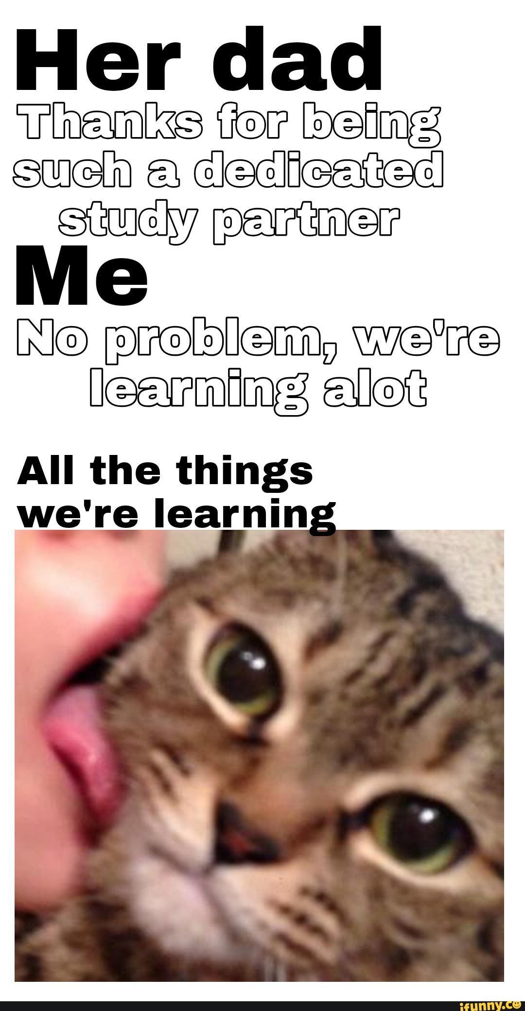 No Problem Cat Meme