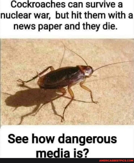 Cockroaches can survive a nuclear war, but hit them with a news paper ...