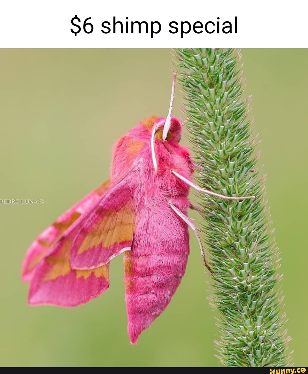 Shimp memes. Best Collection of funny Shimp pictures on iFunny