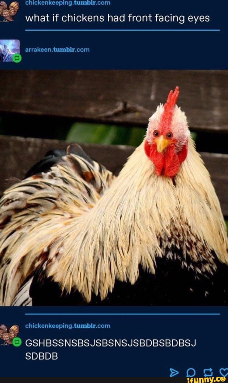 Checkenkeeping tumblr com what if chickens had front facing eyes ...