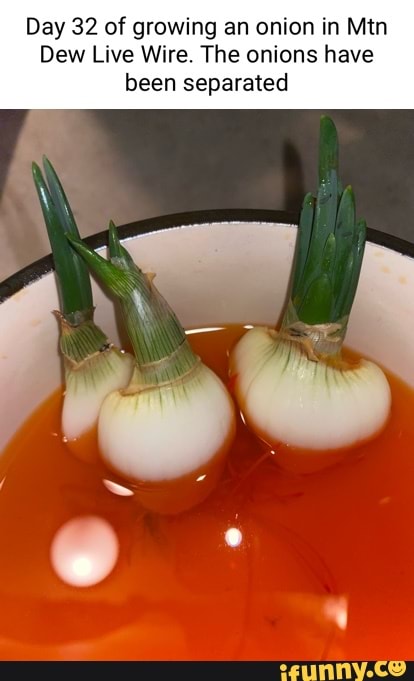 Day 32 of growing an onion in Mtn Dew Live Wire. The onions have been ...